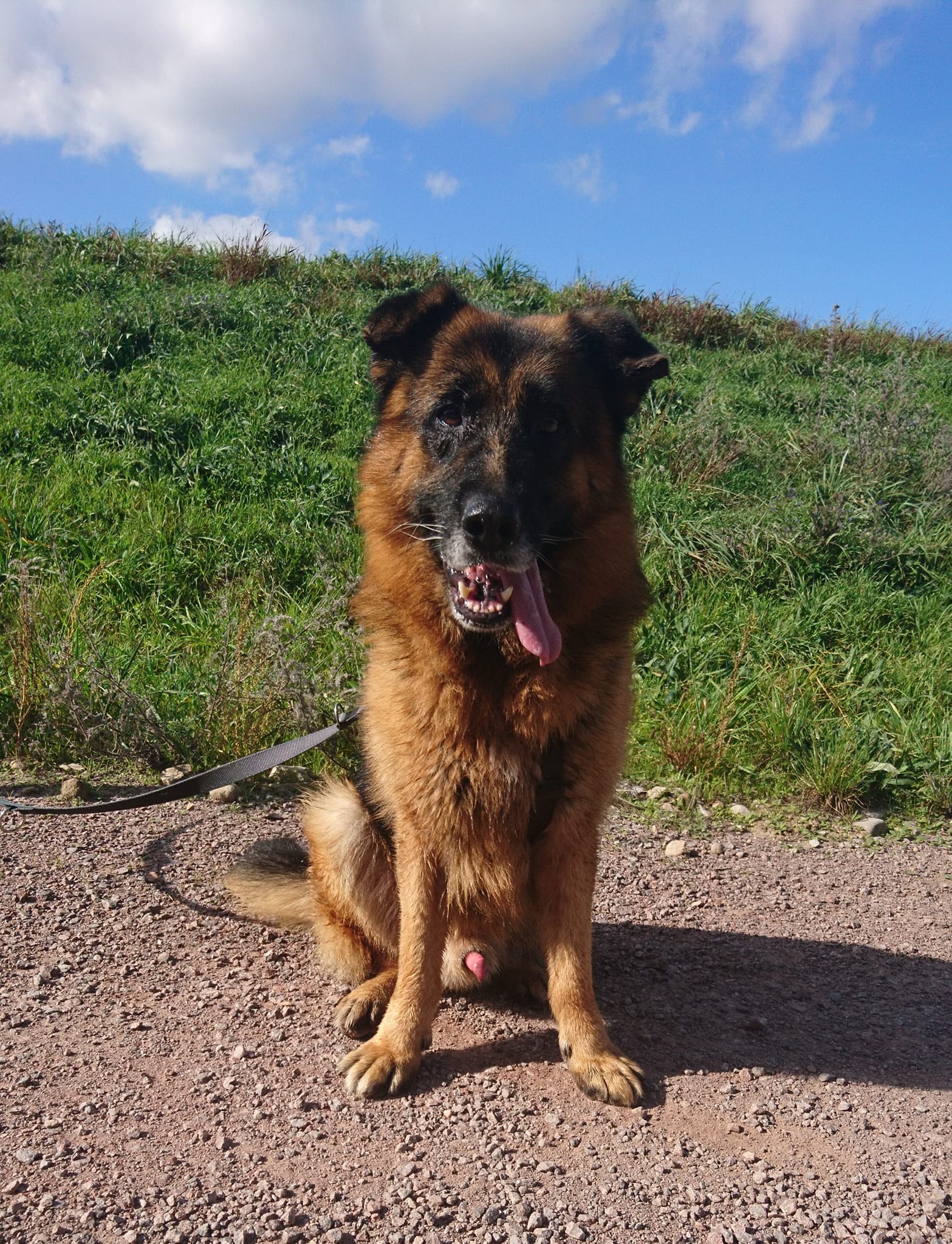 Schäferhundestation Breisach - Hund: Saki-2017